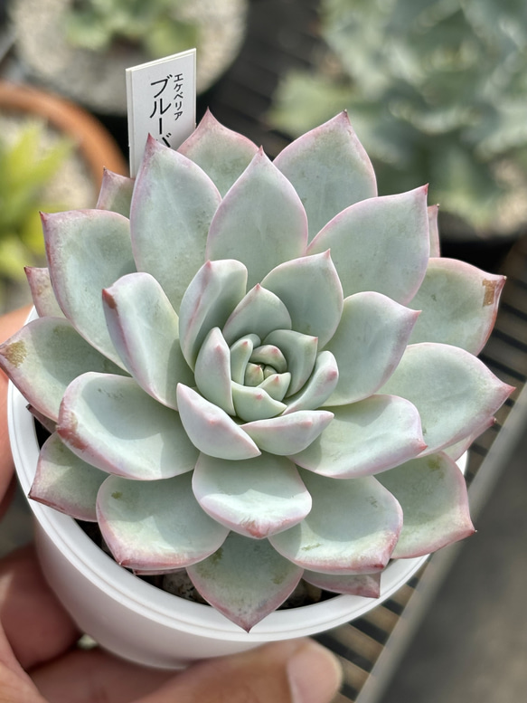 人気レア品種！★ブルーバード 多肉植物 自家繁殖 国産 多肉植物 美 ︎taniku 通販 19420321｜Creema(クリーマ)