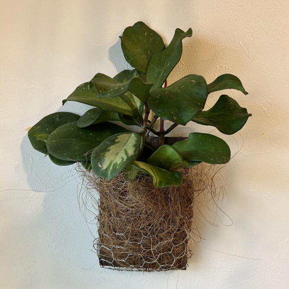 ⭐︎SALE️ ⭐︎斑入りの丸い葉っぱがかわいいホヤ•オボバータの板付け 多肉植物 モモノキ 通販 19434103｜Creema(クリーマ)