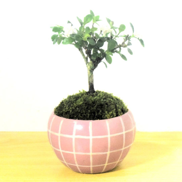 POTOCO 八重咲き白丁花 陶器鉢 盆栽 花 観葉植物 かわいい 小品盆栽 苔 盆栽 POTOCO 通販 19436352｜Creema(クリーマ)