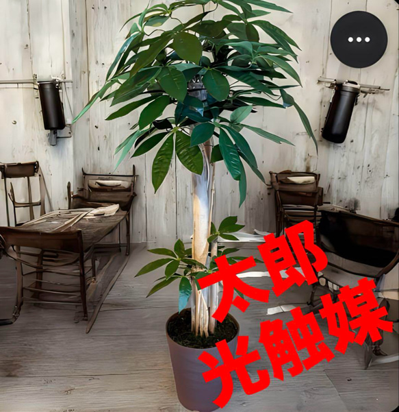 光触媒 人工観葉植物 ウォールグリーン フェイクグリーン パキラ11057 その他インテリア雑貨 太郎 通販 19714611｜Creema(クリーマ)