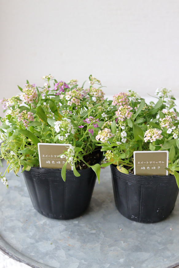 【年末SALE】 名脇役 ︎カラフル小花 ︎アリッサムmix2苗 多肉植物 トータルプランツイーグレット 通販 20034269｜Creema(クリーマ)