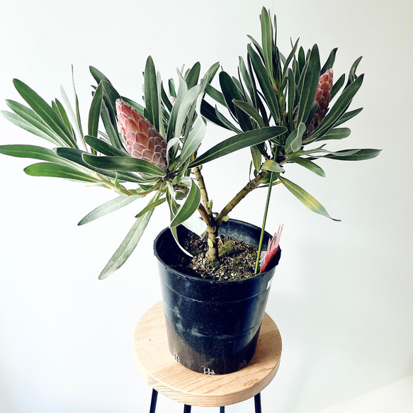 希少 プロテア ジュリエット 3F 観葉植物 ワイルドフラワー 希少植物 その他インテリア雑貨 calm cafe pure 通販 ...