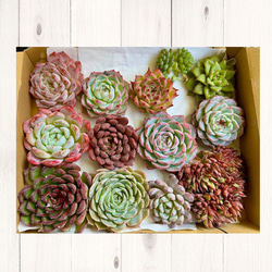 【現品】＊Bigサイズ入り ダイナミック濃いいろ B 12個 ＊ 合計14個 多肉植物 annemoca 通販 20138157｜Creema(クリーマ)