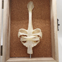 サカタザメ頭骨 プラスティネーション標本 立体・オブジェ 標本工房Collection 通販 20273585｜Creema(クリーマ)