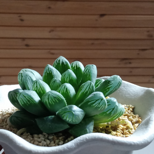 珍品/超大型オブツーサ/生育良好につき半額/大窓×キャッツアイ交配小苗 珍品/超大型オブツーサ/生育良好につき半額/大窓×キャッツアイ交配小苗