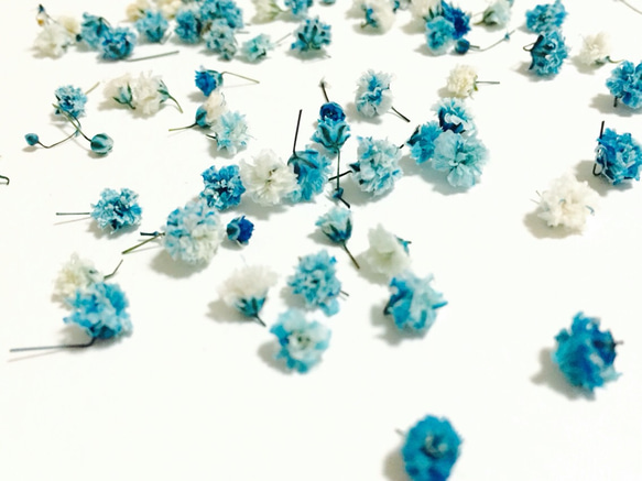 ☆かすみ草＊ドライフラワー＊空色☆ その他素材 かすみ草@3000円以上オマケ&送料無料 通販 2616230｜Creema(クリーマ)