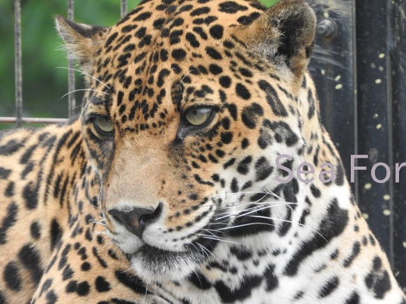 動物絵はがき1（らいおん ジャガー ホワイトタイガー） 写真・グラフィック Sea forest 海森 通販 2171991｜Creema(クリーマ)