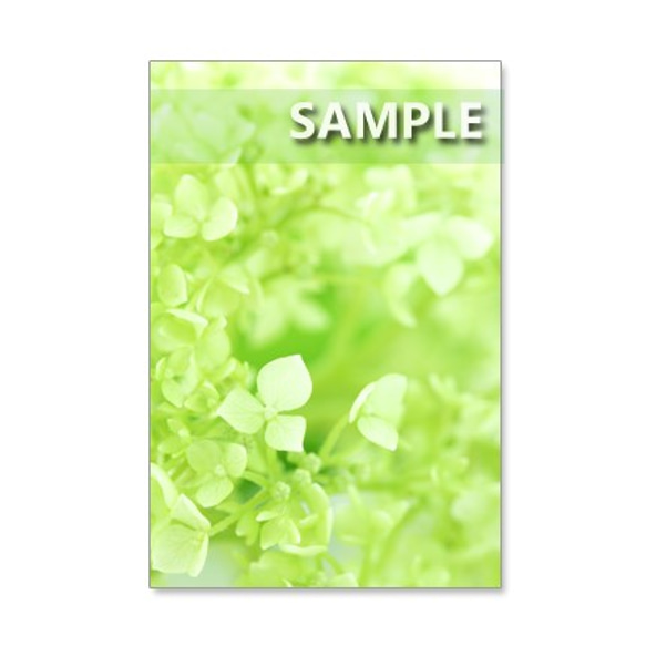 1095) アナベル、カラフルな紫陽花たち ポストカード5枚組 ポストカード Hana-Photo 通販 2052856｜Creema(クリーマ)