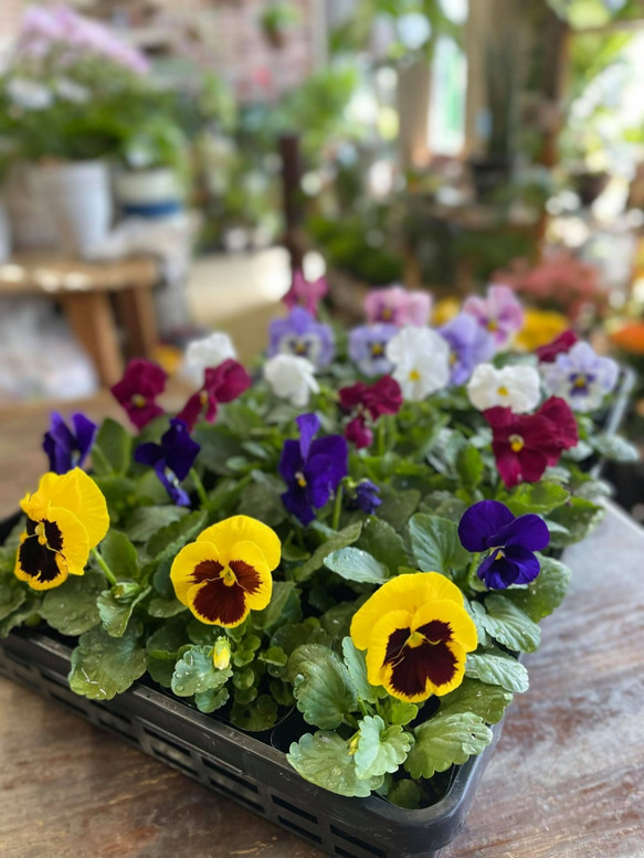 パンジー 24個セット 9cmポット ワンランク上♡ アートフラワー 植物＆グリーン雑貨 通販｜Creema(クリーマ)