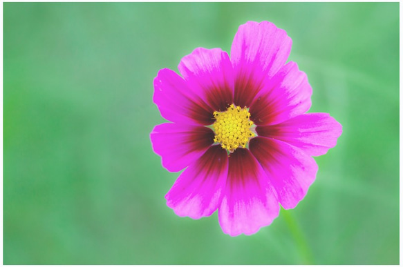 コスモス 写真・グラフィック マークOhara写真館 通販 12674685｜Creema(クリーマ)