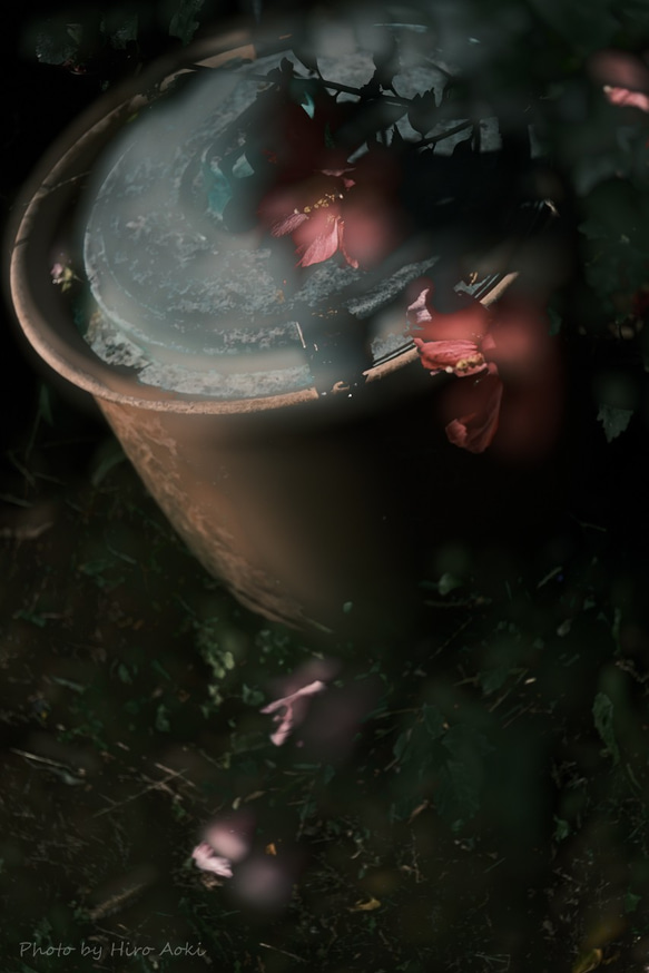 A4 ファインアート写真 赤い花 090 マットパネル 販売 通販 写真・グラフィック ひろ・あおき 通販｜Creema(クリーマ) 12674574