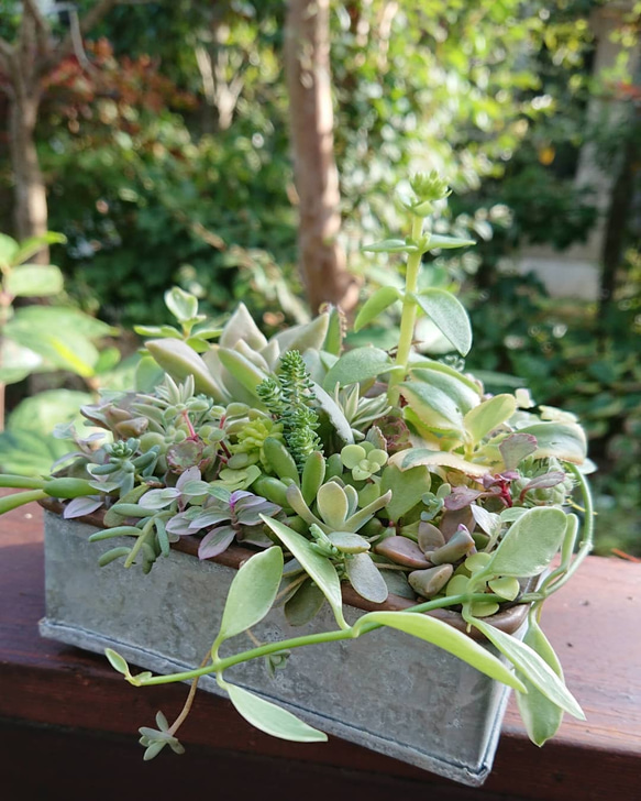 ※多肉チマチマ寄せ※ 箱庭風 その他素材 Comu＊Garden 通販 12618055｜Creema(クリーマ)