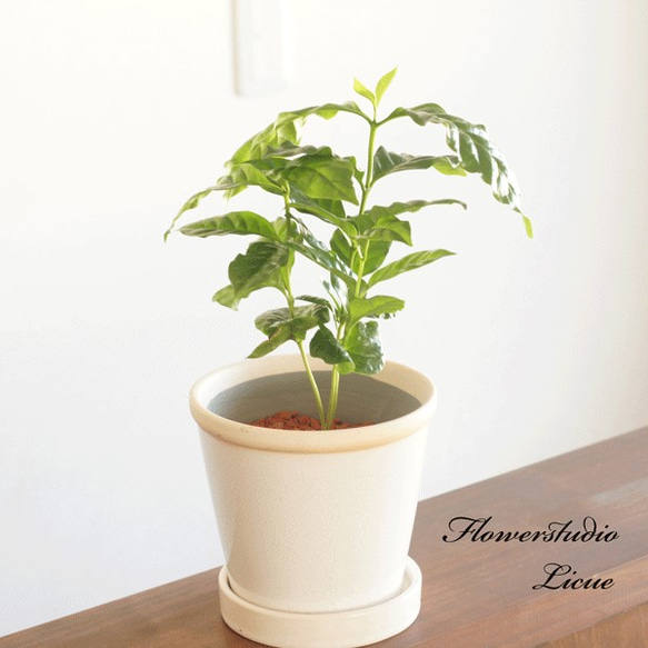【観葉植物】コーヒーの木♡優しい雰囲気の陶器鉢♡セラミス使用 多肉植物 フラワースタジオ リキュ 通販 12617082｜Creema(クリーマ)