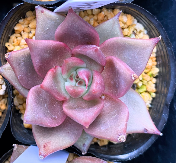 ローズガーネット 多肉植物 多肉植物 プクニク 通販 12780722｜Creema(クリーマ)