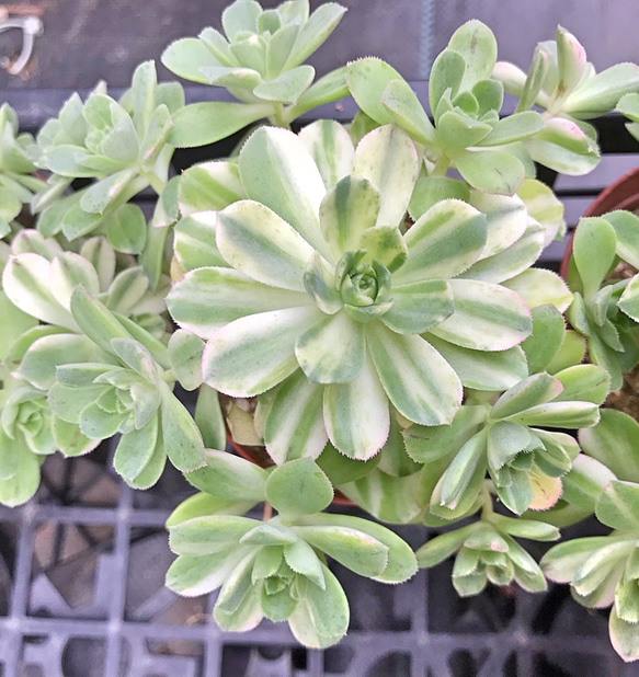 愛染錦☆アエオニウム☆多肉植物 その他素材 プクニク 通販 愛染錦☆アエオニウム☆多肉植物 その他素材 プクニク 通販