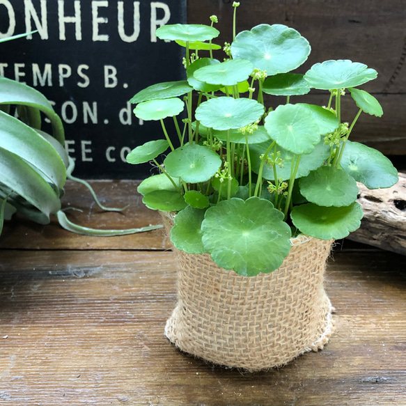 ウォーターマッシュルーム♡水の中でも育ちます♡♡水生植物♡ずぼらな型に♡ アートフラワー パリジェンヌ 通販｜Creema(クリーマ ...