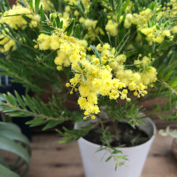 ブルーブッシュ♡大苗♡アカシア♡シンボルツリーに♡観葉植物 アートフラワー パリジェンヌ 通販 12603277｜Creema(クリーマ)