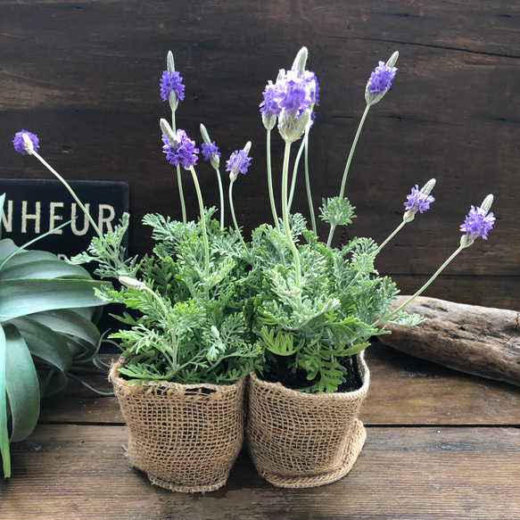 2個セット♡レースラベンダー♡レースの葉っぱ♡四季咲き♡ガーデニング アートフラワー パリジェンヌ 通販 12729605｜Creema(クリーマ)