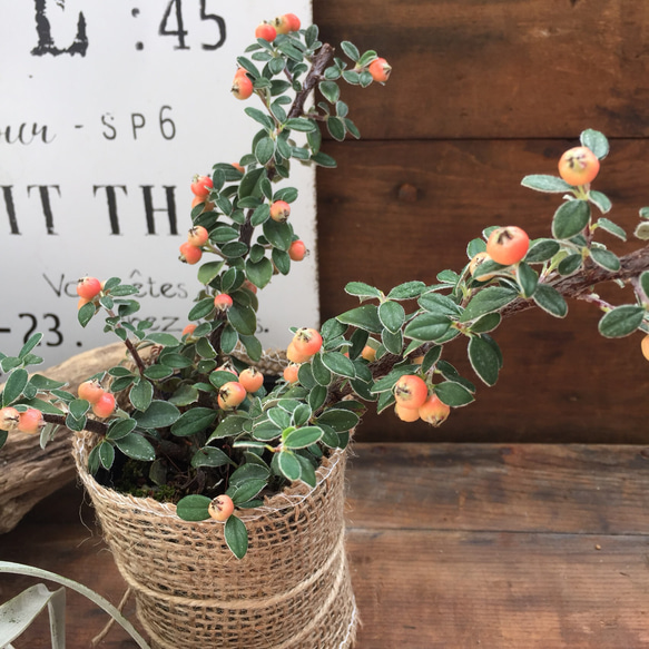 SALE♡値下げ♡麻布アレンジ♡オレンジの実♡つる状♡コトネアスタ♡グラウコ♡観葉植物♡多肉植物 アートフラワー パリジェンヌ 通販 ...