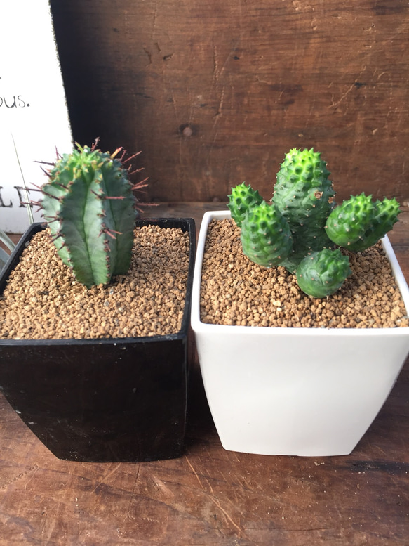 SALE♡2鉢セット♡ユーフォルビア♡ホリダ、グリーンボール♡鉢つき♡多肉植物♡ガーデニング アートフラワー パリジェンヌ 通販 ...