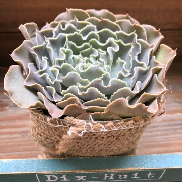 希少♡エケベリア♡シャビアナ♡多肉植物♡フリル♡ガーデニング♡インテリア アートフラワー パリジェンヌ 通販｜Creema(クリーマ) 5042860