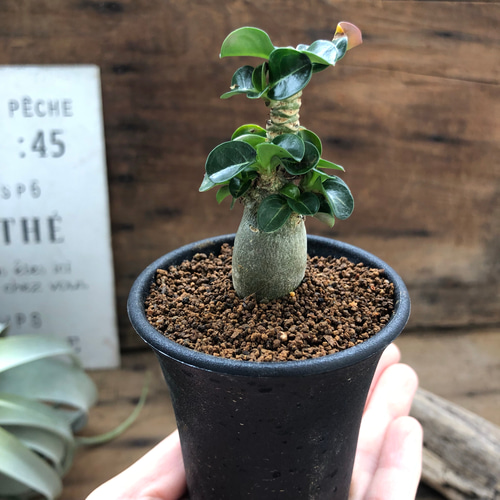 希少♡獅子葉♡巻葉♡アデニウム♡高価な塊根植物♡多肉植物 希少♡獅子葉♡巻葉♡アデニウム♡高価な塊根植物♡多肉植物