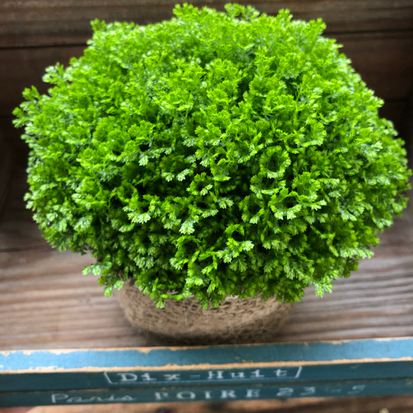 クッションモス♡もののけの森♡観葉植物♡インテリア アートフラワー パリジェンヌ 通販｜Creema(クリーマ) 9020408