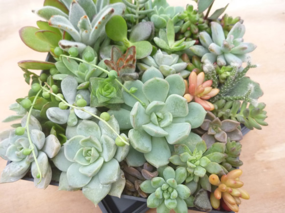 多肉植物のお重箱 アレンジセット アートフラワー kaka 通販｜Creema(クリーマ) 1496172