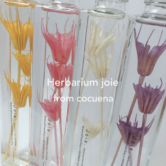 【ラッピング無料】ニゲラのハーバリウム ハーバリウム・植物標本 Cocuena.（こきゅな。） 通販 5559140｜Creema(クリーマ)