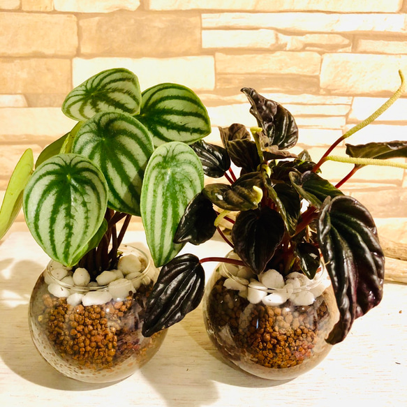 可愛いペペセット『サンデルシー』&『レッドルナ』ハイドロカルチャー 観葉植物 インテリア(No.315) その他インテリア雑貨 Lovely ...