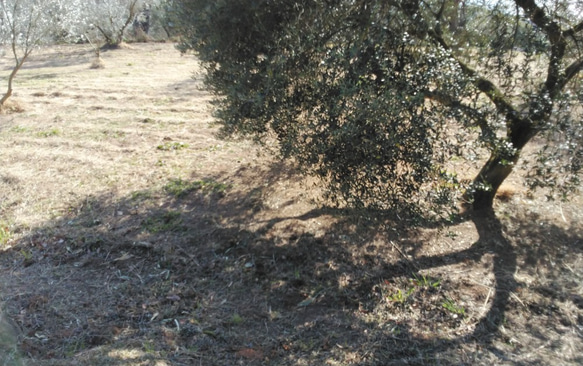 Beast(Ambition＃＃＃） 写真・グラフィック 色の通訳者 通販｜Creema(クリーマ)