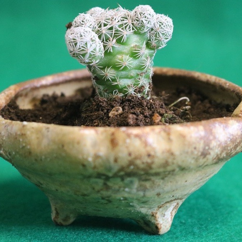 ミニ盆栽鉢(黄瀬戸)(作品番号J-004) 一輪挿し・花瓶・花器 森 ミニ盆栽鉢(黄瀬戸)(作品番号J-004) 一輪挿し・花瓶・花器 森