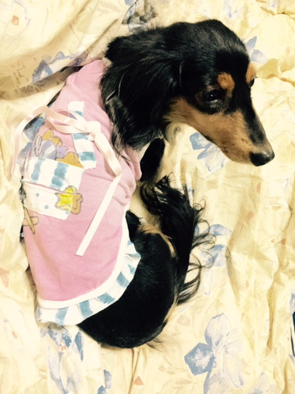 キャンディボックスS ペット服・アクセサリー もふもふダックス 通販 2069503｜Creema(クリーマ)