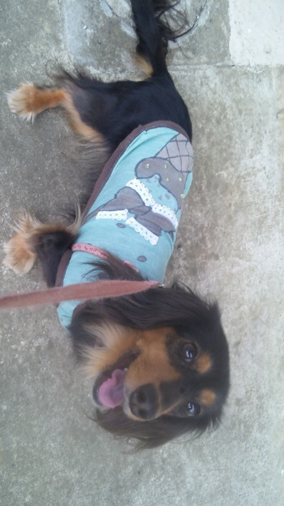 チョコミントM ペット服・アクセサリー もふもふダックス 通販 2075956｜Creema(クリーマ)