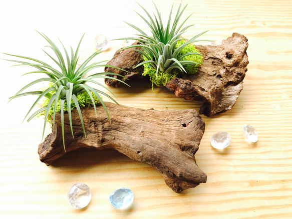 流木×エアプランツ＝自由 ハーバリウム・植物標本 カコ 通販 4226883｜Creema(クリーマ)