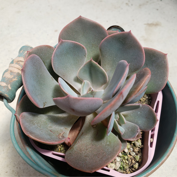 多肉植物 ダスティローズ 抜き苗 その他インテリア雑貨 Pan 通販 12378261｜Creema(クリーマ)