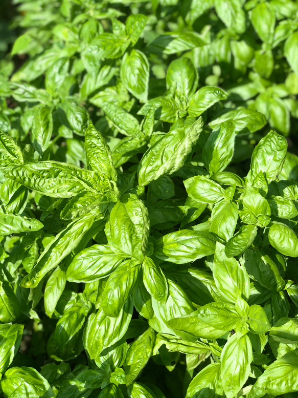 無農薬自然栽培の摘みたてバジルを使ったフレッシュバジルソース2個とと赤紫蘇ジュースの素 ジャム・シロップ・はちみつ ままや 通販 ...