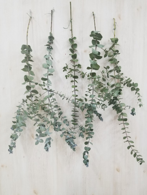 ユーカリドライ＊銀世界 ボリュームロングサイズ (スワッグ・リース・装飾などの素材) ドライフラワー kugelgreen 通販｜Creema ...