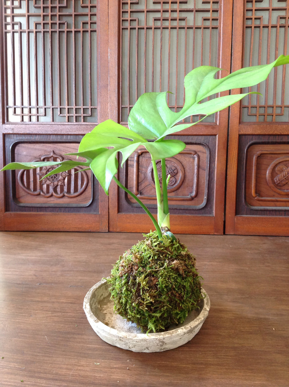 モンステラ苔玉 モスポット皿付き 一輪挿し・花瓶・花器 moss green ikkei 通販 2097464｜Creema(クリーマ)