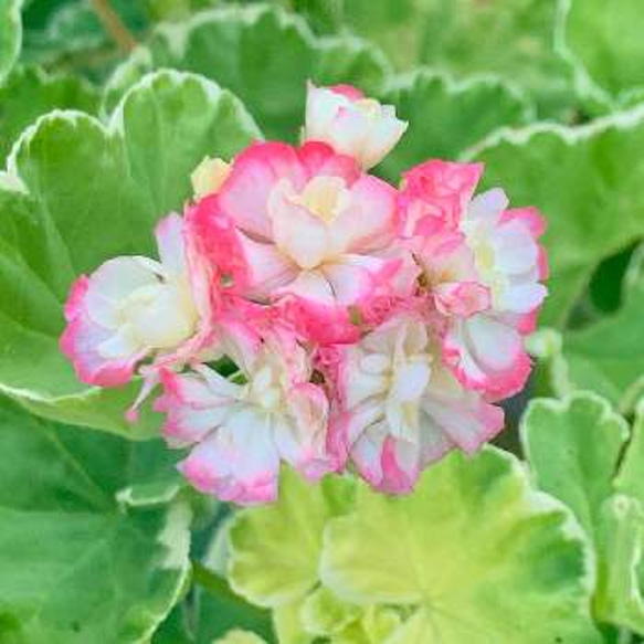 華麗な八重咲き斑入り 【ゼラニウム】 アップルブロッサム 華麗な八重咲き斑入り 【ゼラニウム】 アップルブロッサム