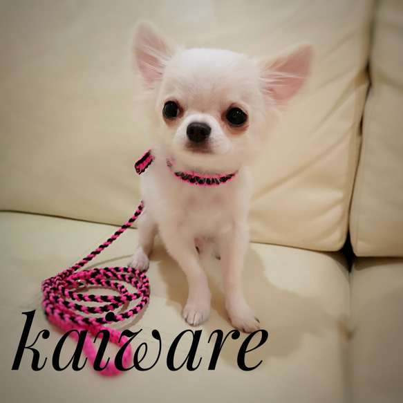 【かわいいリード小型犬用】⑰ローズピンク×ブラックカラー カフェタイプ パラコードのおすすめリードのみ リード・首輪 かいわれ 通販 ...