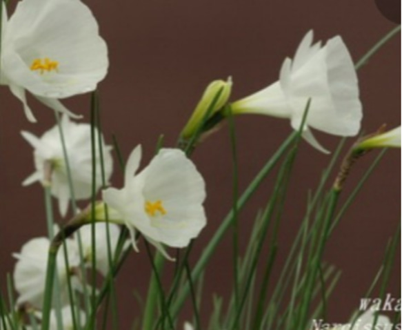 希少！ 原種水仙 その他インテリア雑貨 アイビー 通販 8449303｜Creema(クリーマ)