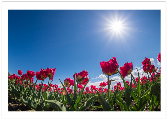 【A4フォト】行ってみよー！ 写真・グラフィック 海蒼 絵葉書館 通販 5645206｜Creema(クリーマ)