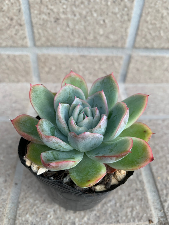 多肉植物 エケベリア ラズベリーアイス その他素材 tamosa4 通販 12633740｜Creema(クリーマ)