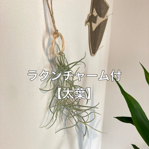 【太葉/B・ラタンチャーム付】ティランジア・ウスネオイデス スパニッシュモス インテリアグリーン 観葉植物 ハンギング その他インテリア雑貨 ...