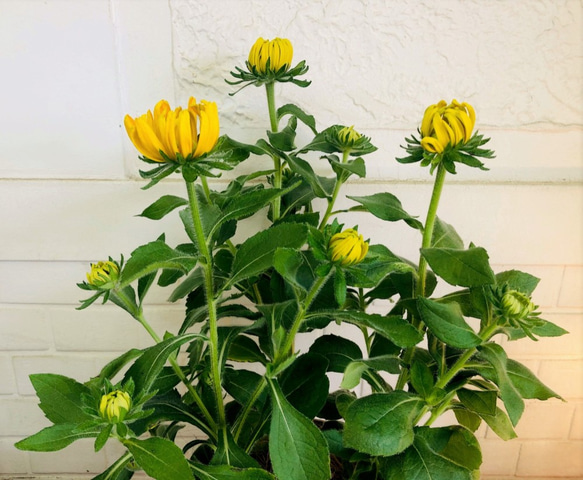 ルドベキア♪季節の花鉢【送料無料！】ガーデニング 寄せ植え プランター お庭の彩りに 玄関 その他インテリア雑貨 作 o。.咲 通販 ...