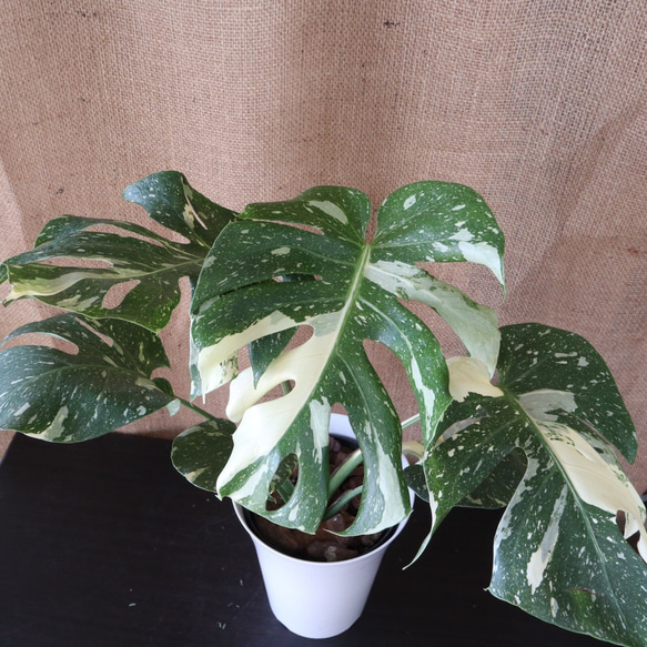 斑入り モンステラ☆送料無料★ アートフラワー Garden 彩葉 通販 8626560｜Creema(クリーマ)