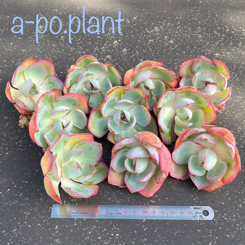 ◇ネオンライト◇多肉植物 韓国苗 多肉植物 a-po.plant 通販 ◇ネオンライト◇多肉植物 韓国苗 多肉植物 a-po.plant 通販