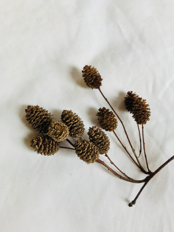 【送料無料】ヒメヤシャブシの実 20個入り その他素材 ちゅるクラフト 通販 12697665｜Creema(クリーマ)