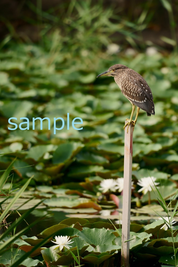 【3枚選べるポストカード】ハスとホシゴイ① 写真・グラフィック もぐ@鳥の写真屋さん 通販 10093987｜Creema(クリーマ)